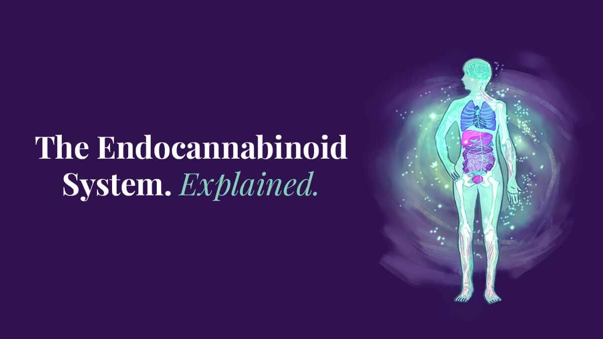 Endocannabinoid System - Explained | Endoca©