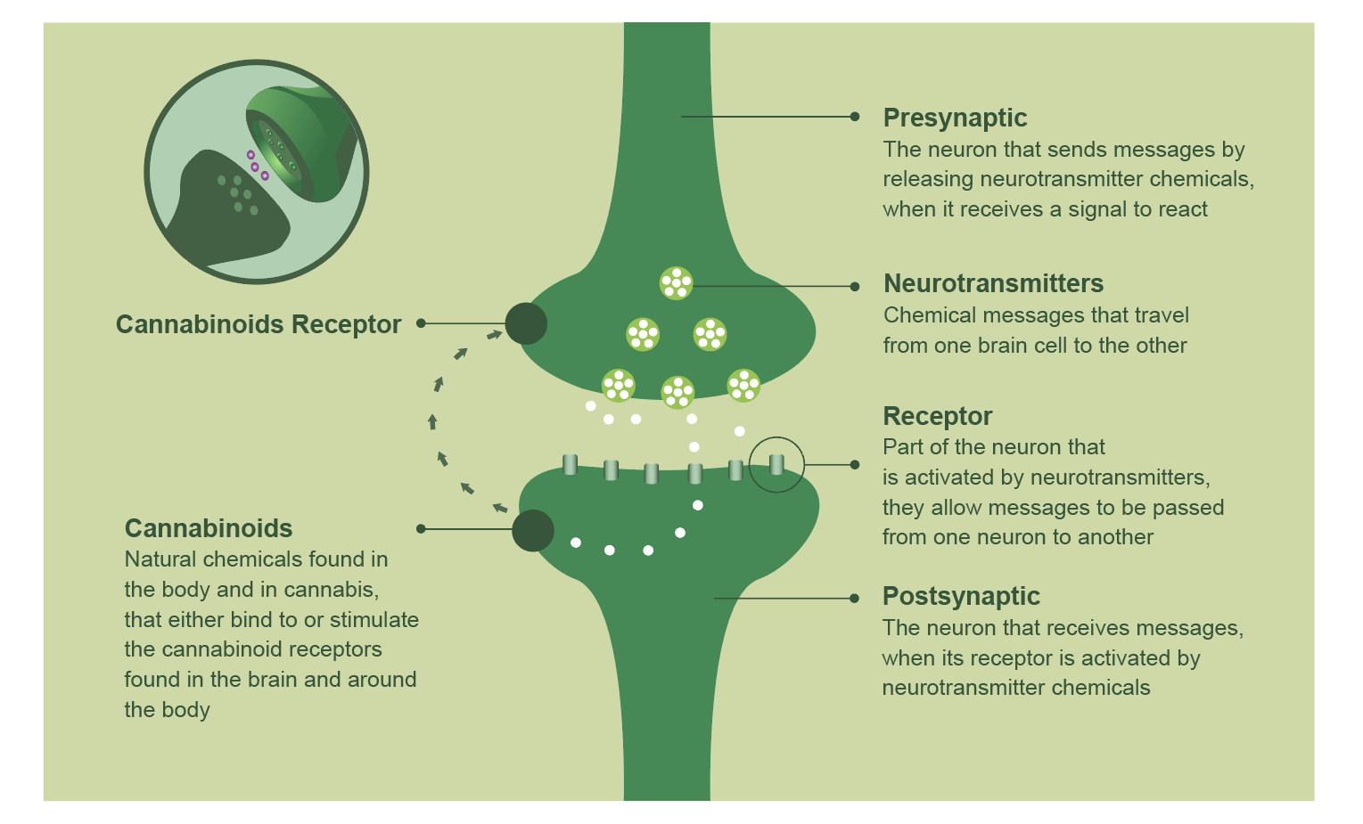 CBD Hemp Oil Benefits | Endoca© CBD CBD Hemp Oil Benefits | Endoca© CBD