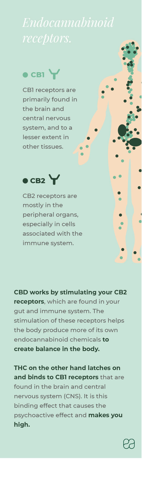 CBD VS THC: learn the differences | Endoca© CBD
