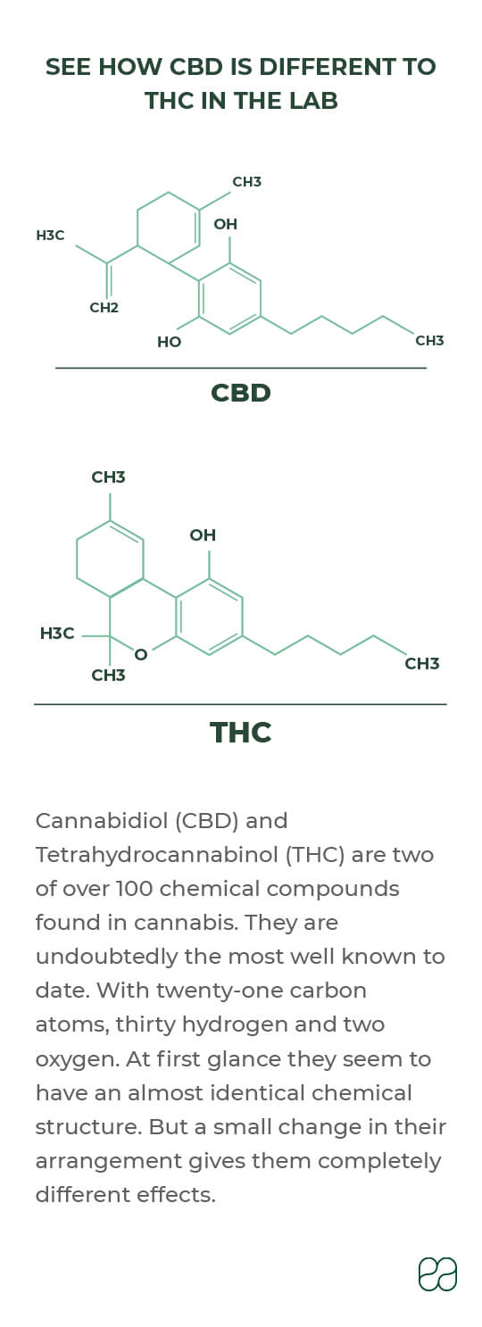 Cbd Vs Thc Learn The Differences Endoca© Cbd