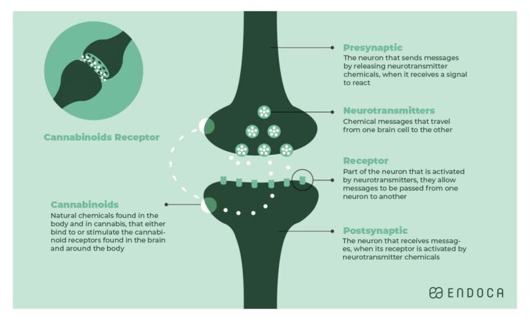 CBD oil Effects - What Does CBD Do? | Endoca© CBD